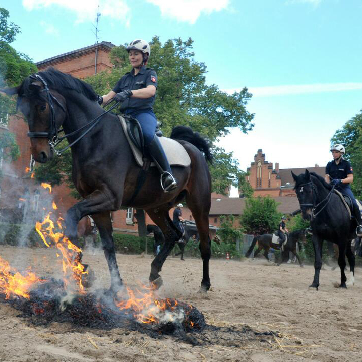 Reiterstaffel | Polizeidirektion Hannover